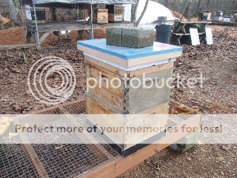 'Sugar block bread' or 'Beez MRE'Z'? | Beesource Beekeeping Forums